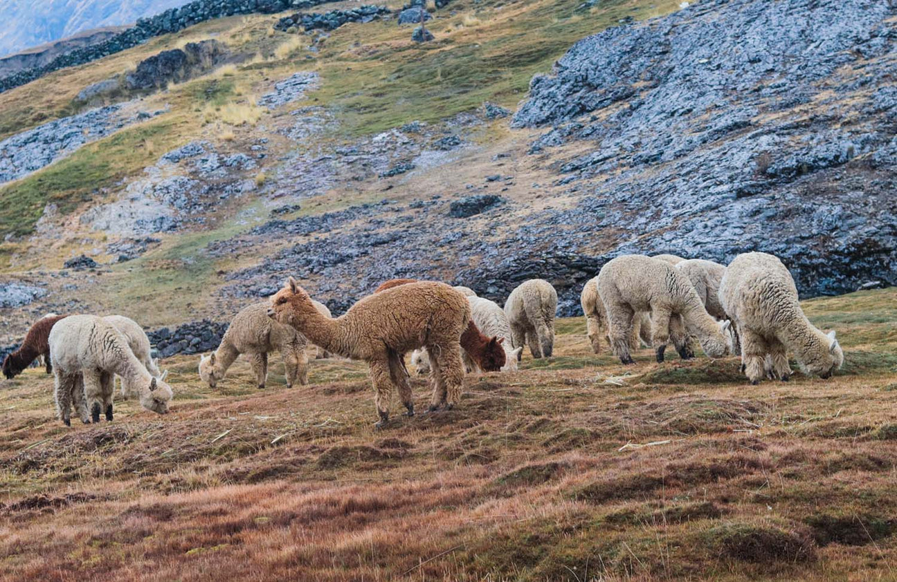 Alpaka – Material, Ursprung & Eigenschaften – WEICH Couture Alpaca